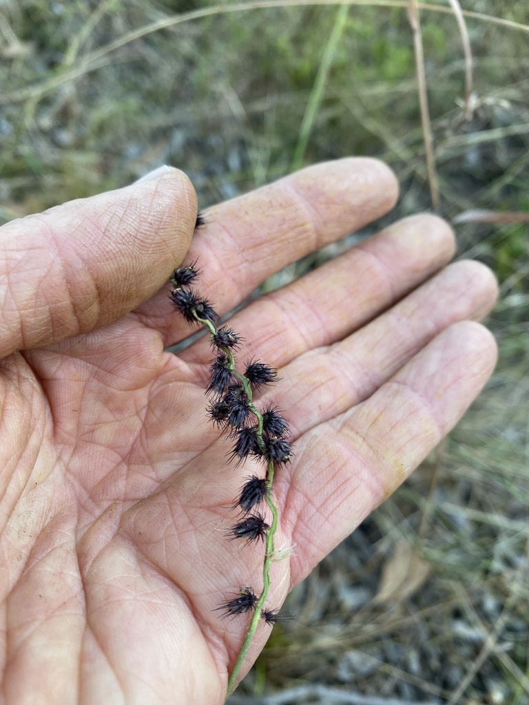 Cenchrus caliculatus from Undullah, QLD, AU on June 9, 2024 at 07:26 AM ...