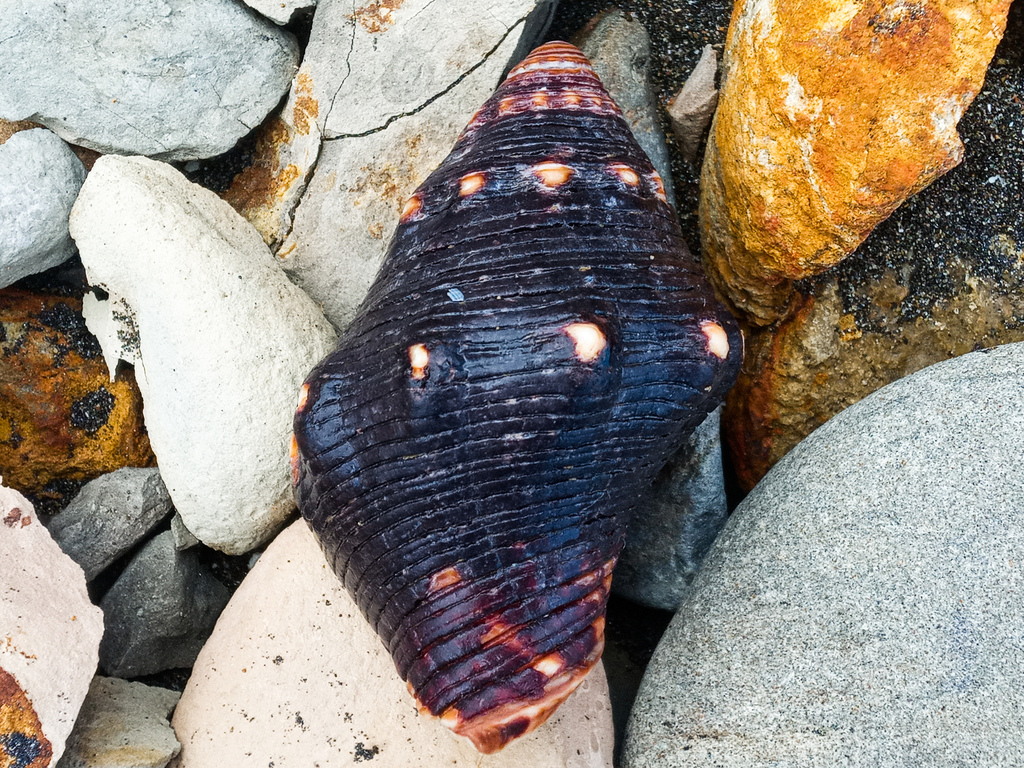 Cymia tectum from Manta, Ecuador on May 24, 2024 at 11:58 AM by ...