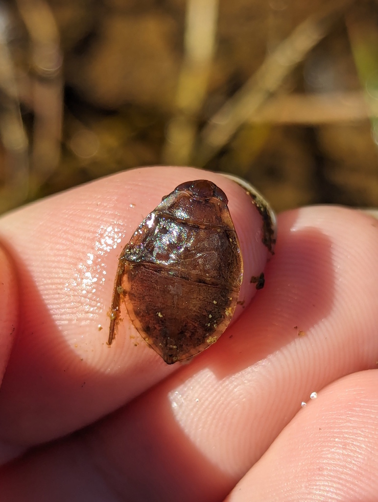 Diplonychus from Innisfail QLD 4860, Australia on June 9, 2024 at 09:54 ...