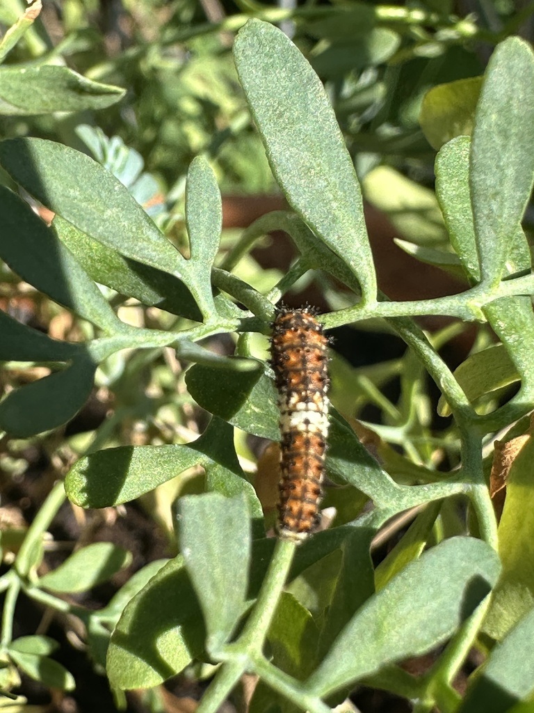Black Swallowtail from Brackenridge Park, San Antonio, TX, US on June 7 ...