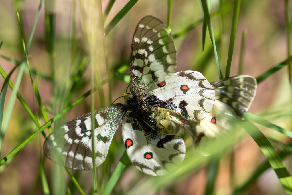 Clodius Parnassian from Lane County, OR, USA on June 7, 2024 at 02:40 ...