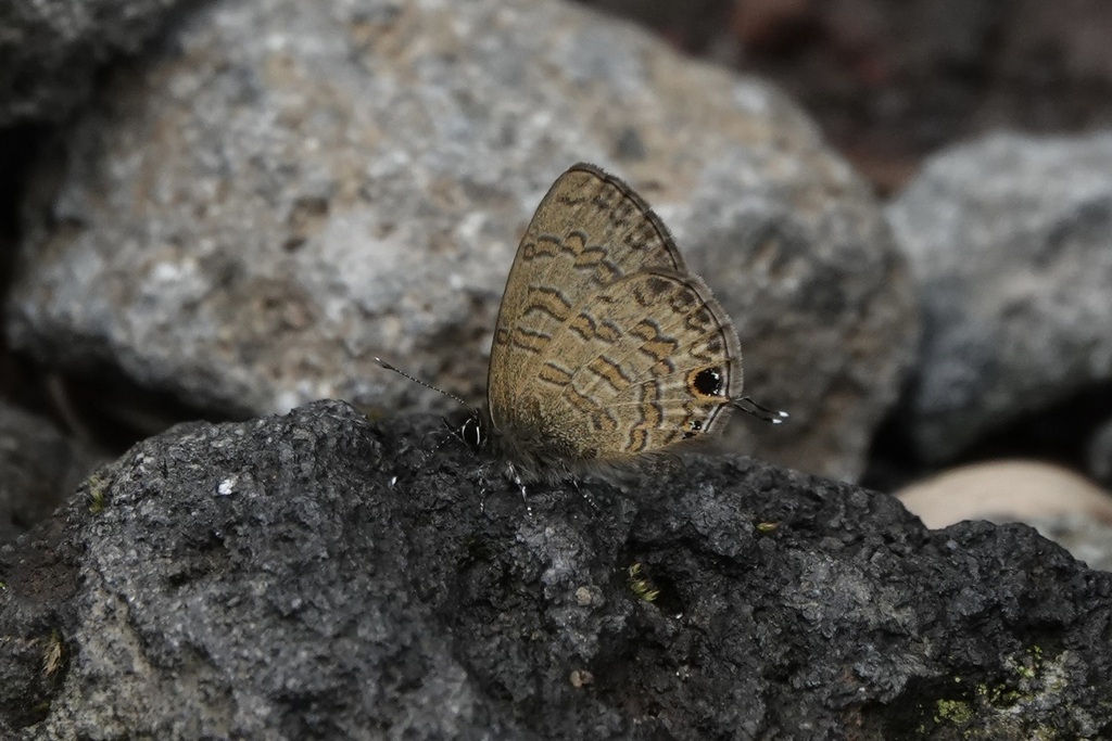 Common Line Blue from Lembah Permia Resort, Jawa Barat 43253, Indonesia ...