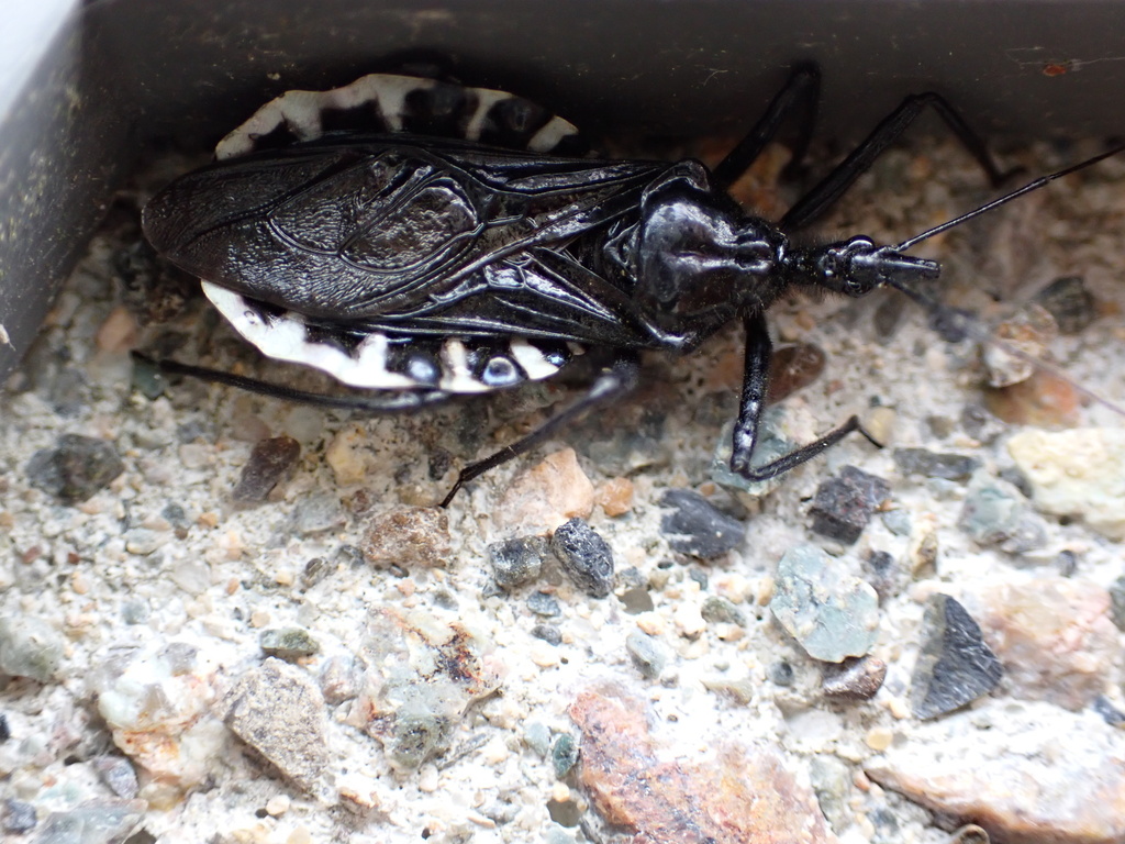 Japanese Assassin Bug from Sanin - Kaigan, Toyooka, JP-HG, JP on June 9 ...