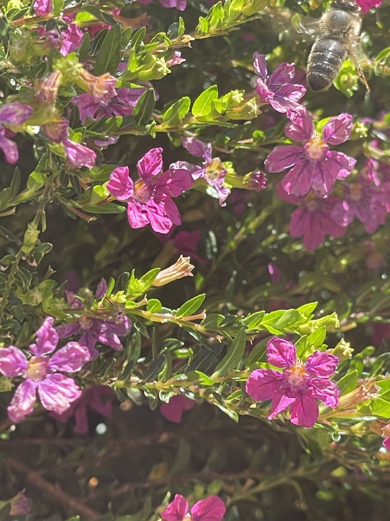 False heather from Ascot Ct, Emerald, QLD, AU on June 8, 2024 at 04:43 ...