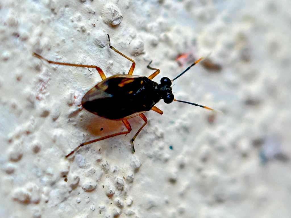 Shore bugs from Neyyar Wildlife Sanctuary, Thiruvananthapuram, KL, IN ...