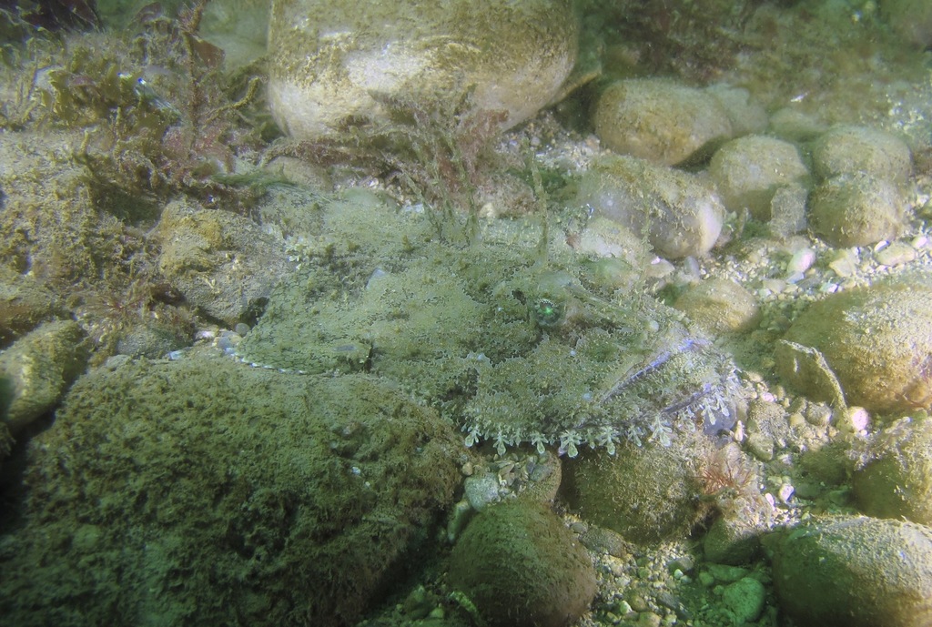 Angler (Lophius piscatorius) - Marine Life Identification