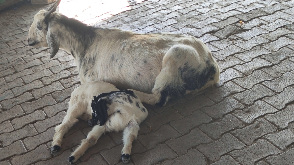 Domestic Goat from 2W5V+M7, Purana Daroor, Ban Ganga, 182301 on May 8 ...