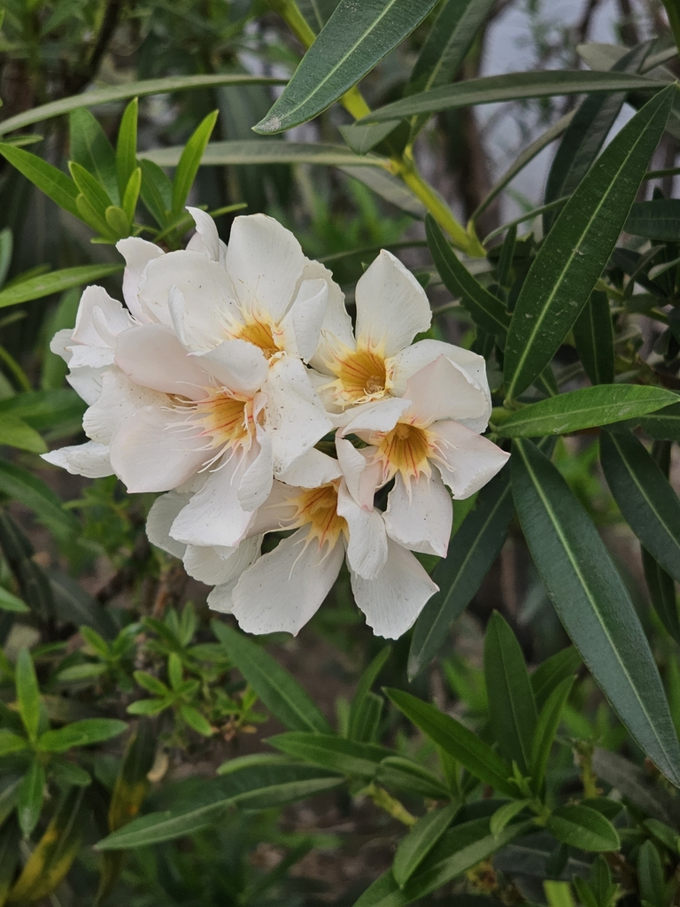 oleander from Campo de Golf Santa Anita Condominio, Club de Golf Santa ...