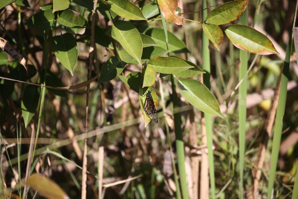 Monarch from Brisbane QLD, Australia on June 9, 2024 at 12:48 PM by ...