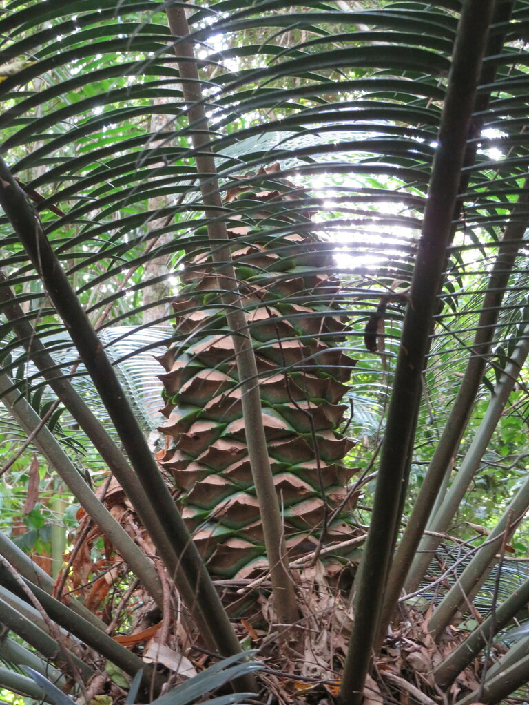 burrawang palm in June 2024 by Alex Kenins · iNaturalist