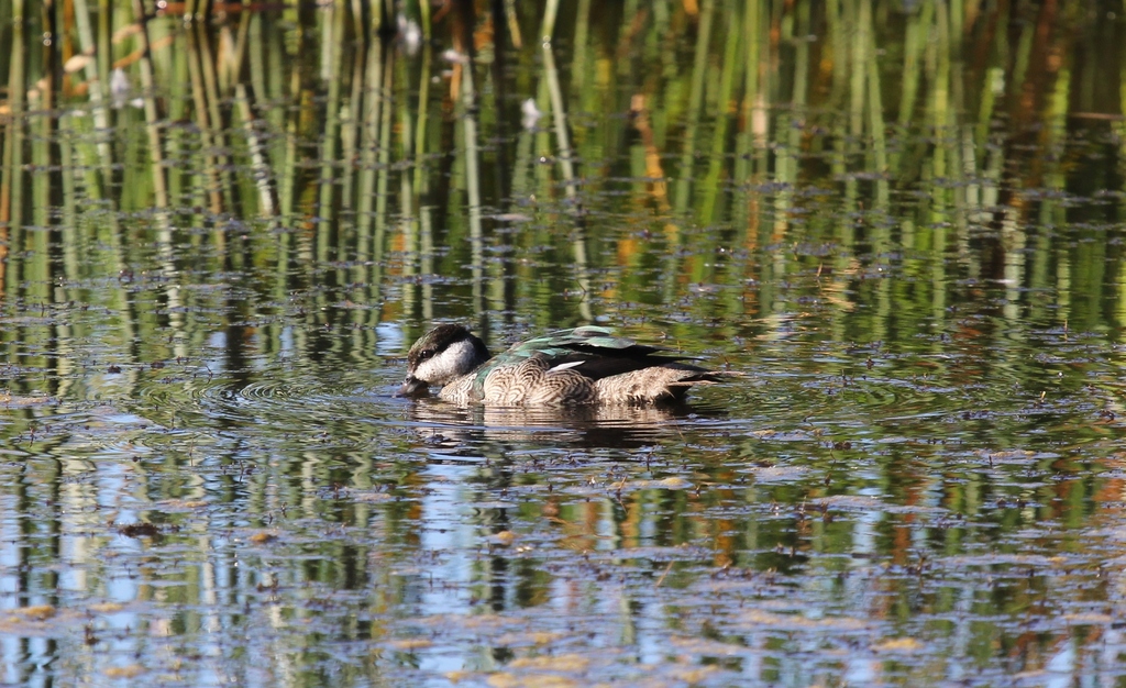 Green Pygmy-Goose from Townsville Town Common Conservation Park ...