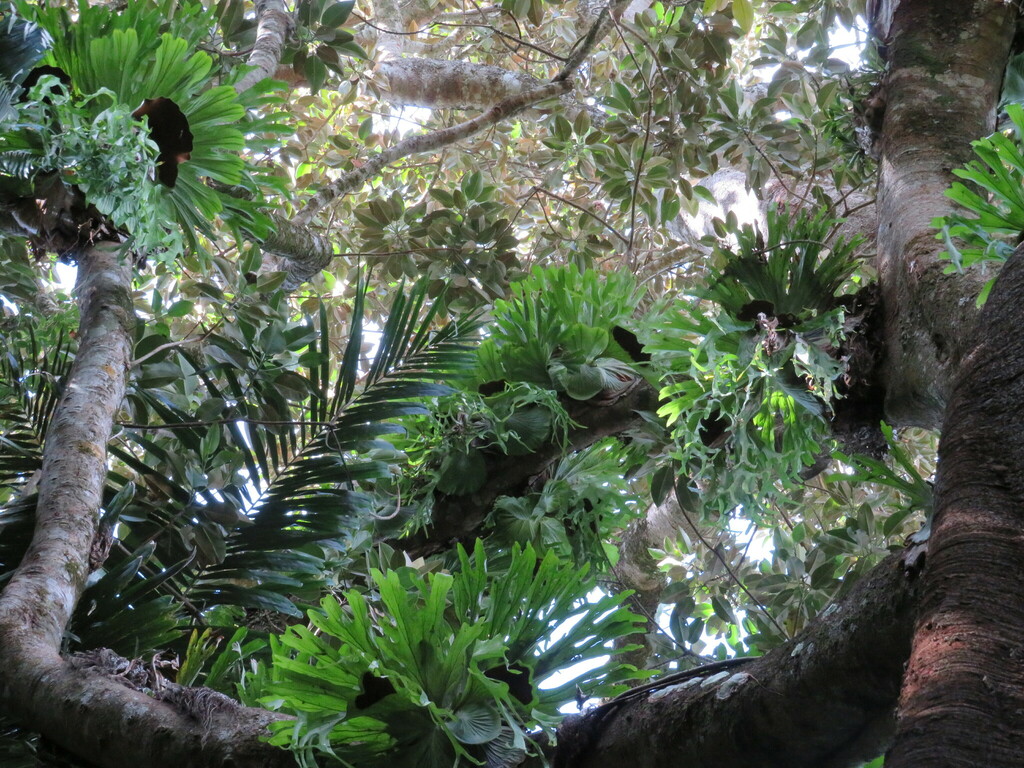 Stag Horn Fern from Tamborine Mountain QLD 4272, Australia on June 9 ...