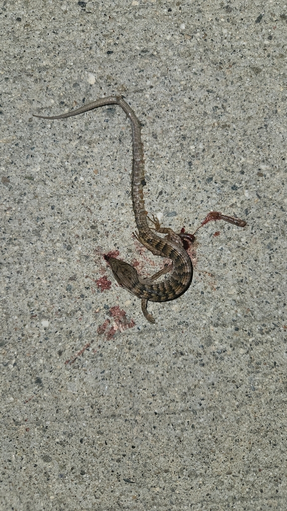 San Diego Alligator Lizard from Irwindale, CA, USA on June 8, 2024 at ...