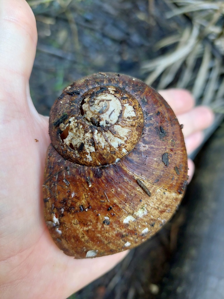 Giant Panda Snail from Tamborine Mountain QLD 4272, Australia on June 9 ...
