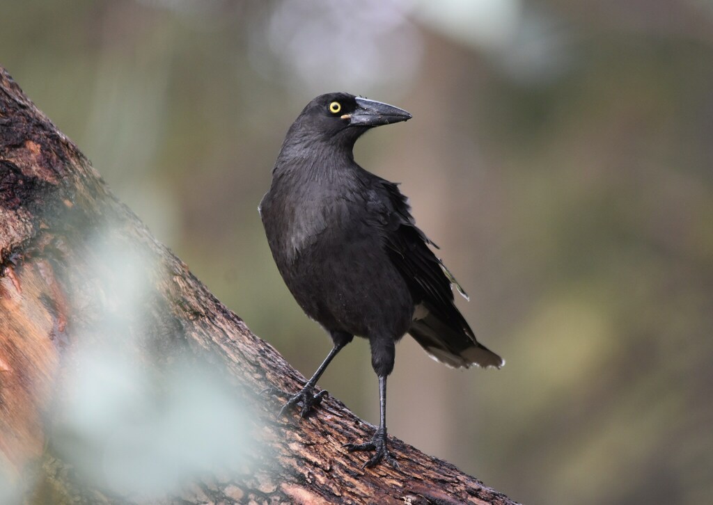 Grey Currawong from Perth WA, Australia on June 9, 2024 at 12:36 PM by ...