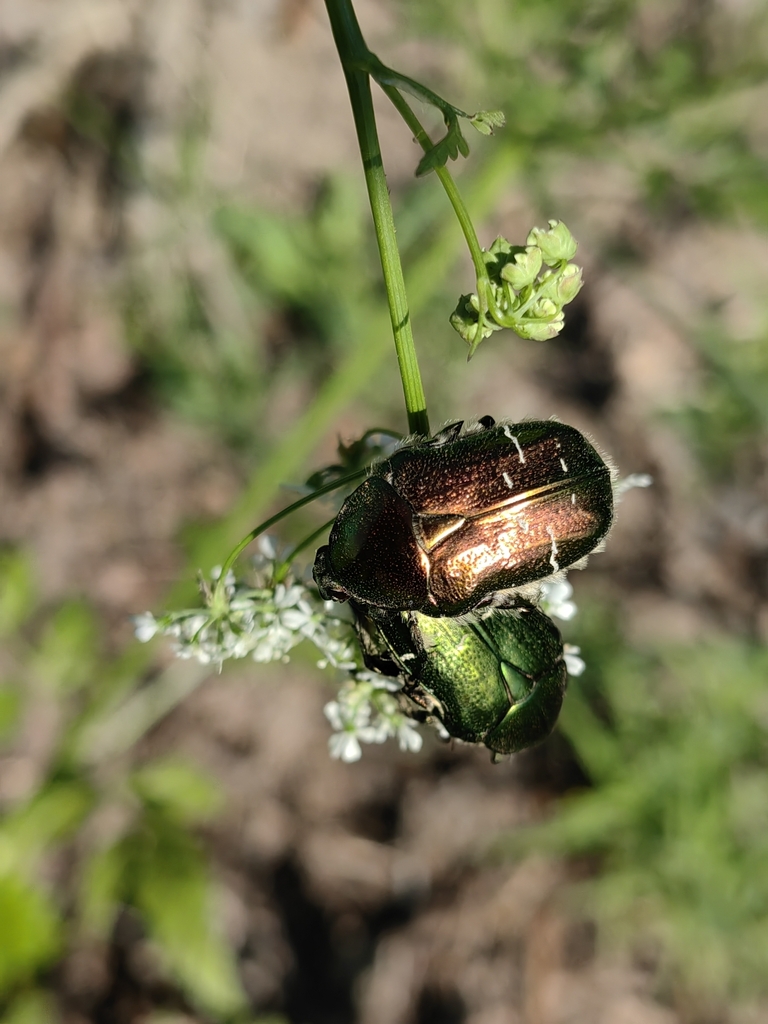 European Rose Chafer from Noginskiy rayon, RU-MS, RU on June 9, 2024 at ...
