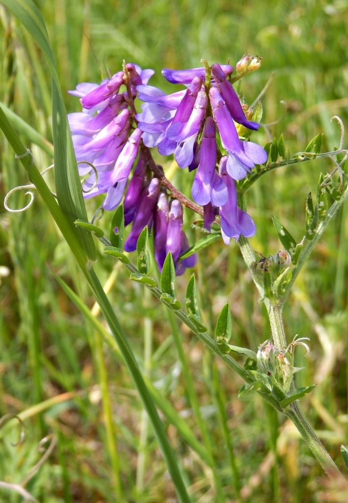 winter vetch from Česká Lípa, Česko on May 29, 2016 at 01:25 PM by ...
