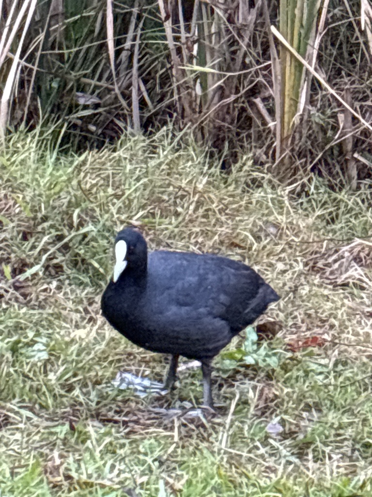 Australasian Coot from Monbulk Creek Retarding Basin, Lysterfield, VIC ...