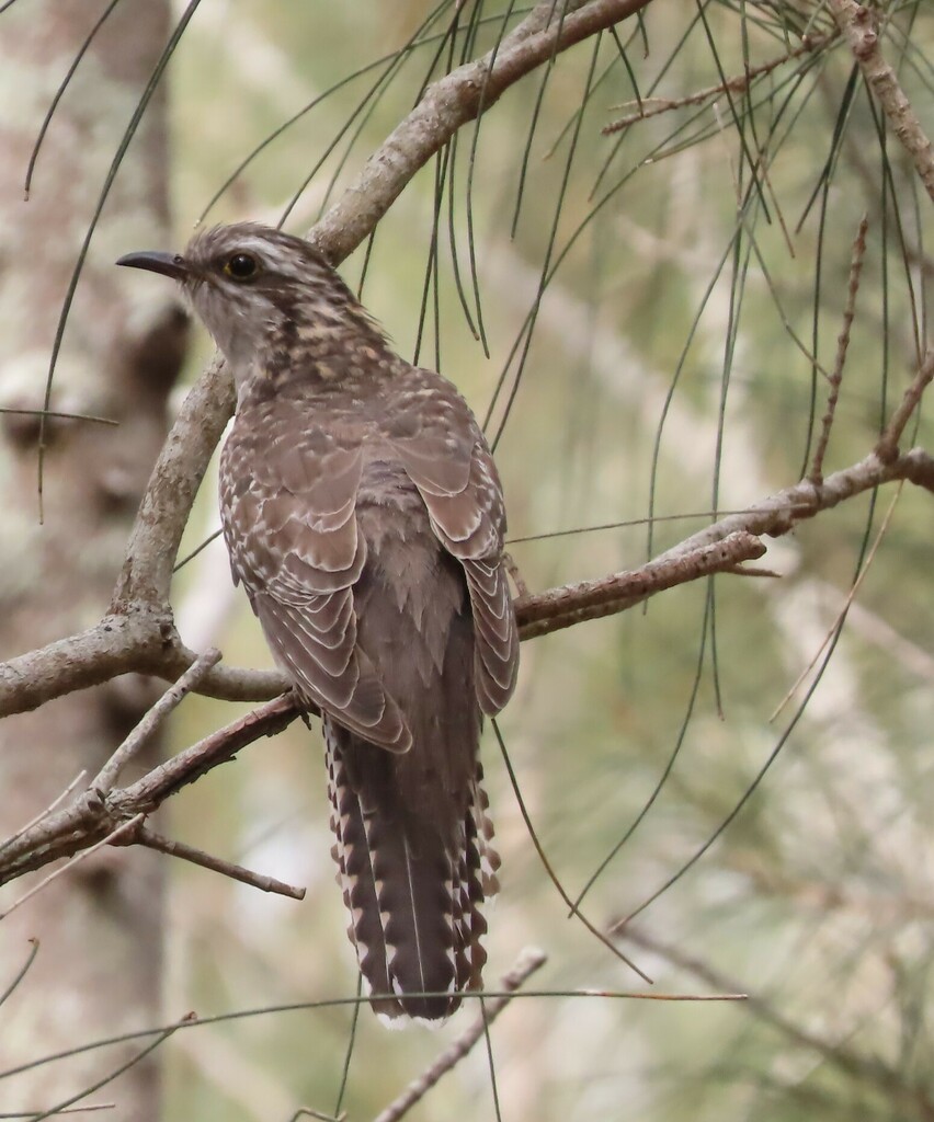 Pallid Cuckoo from Green Point NSW 2428, Australia on October 25, 2023 ...