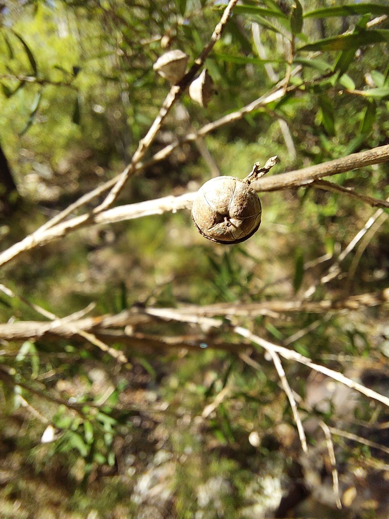 Lemon Scented Tea Tree from Cedar Creek QLD 4207, Australia on June 9 ...