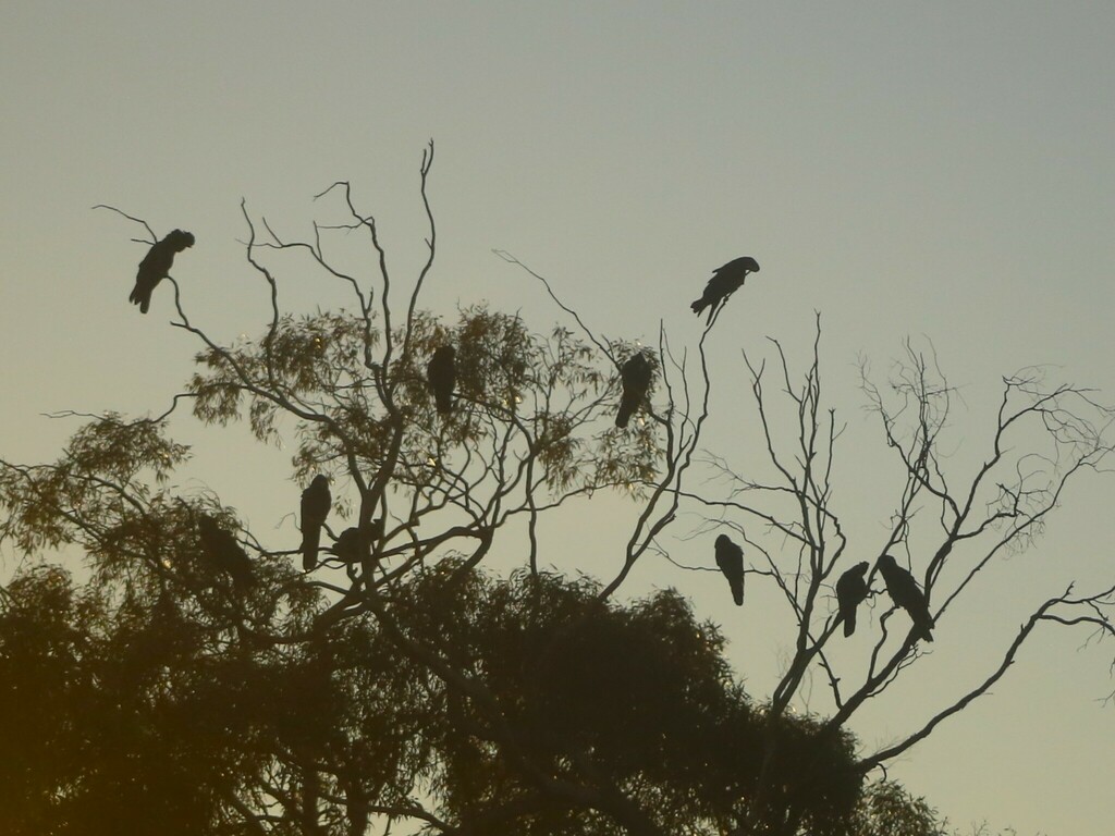 Western Red-tailed Black Cockatoo from Eurardy WA 6532, Australia on ...
