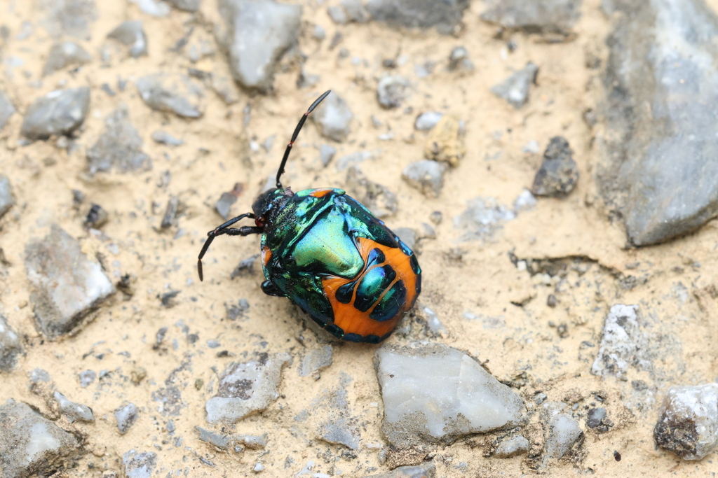 ocellated shield bug from Gesashi, Higashi, Kunigami District, Okinawa ...