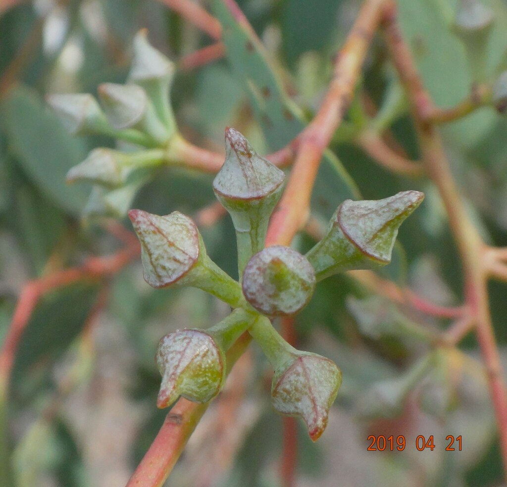 Red Stringybark from Canberra Central, ACT, Australia on April 21, 2019 ...