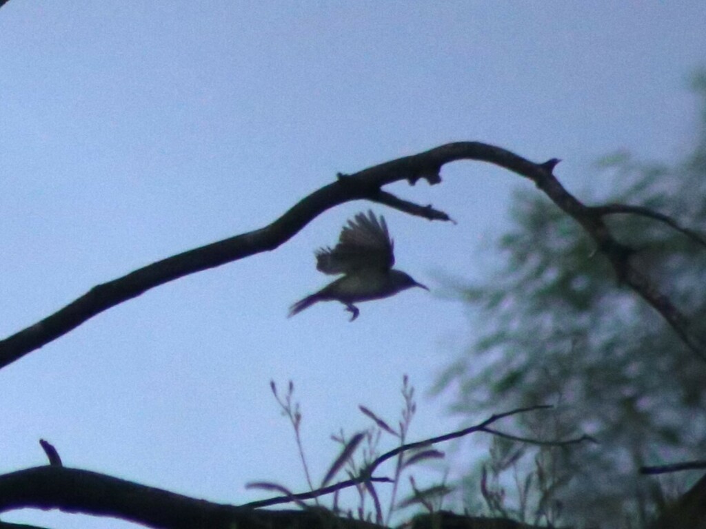 Brown Honeyeater from Yetna WA 6532, Australia on June 2, 2024 at 07:28 ...