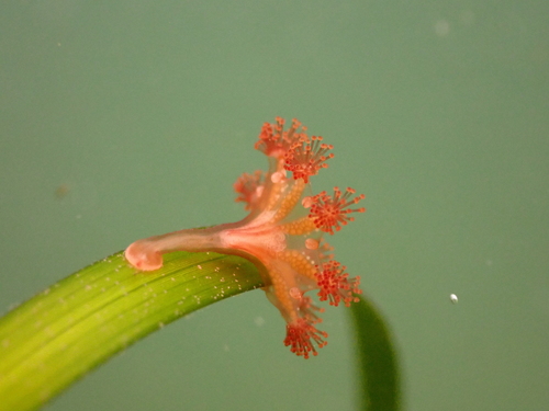 Haliclystus octoradiatus · iNaturalist