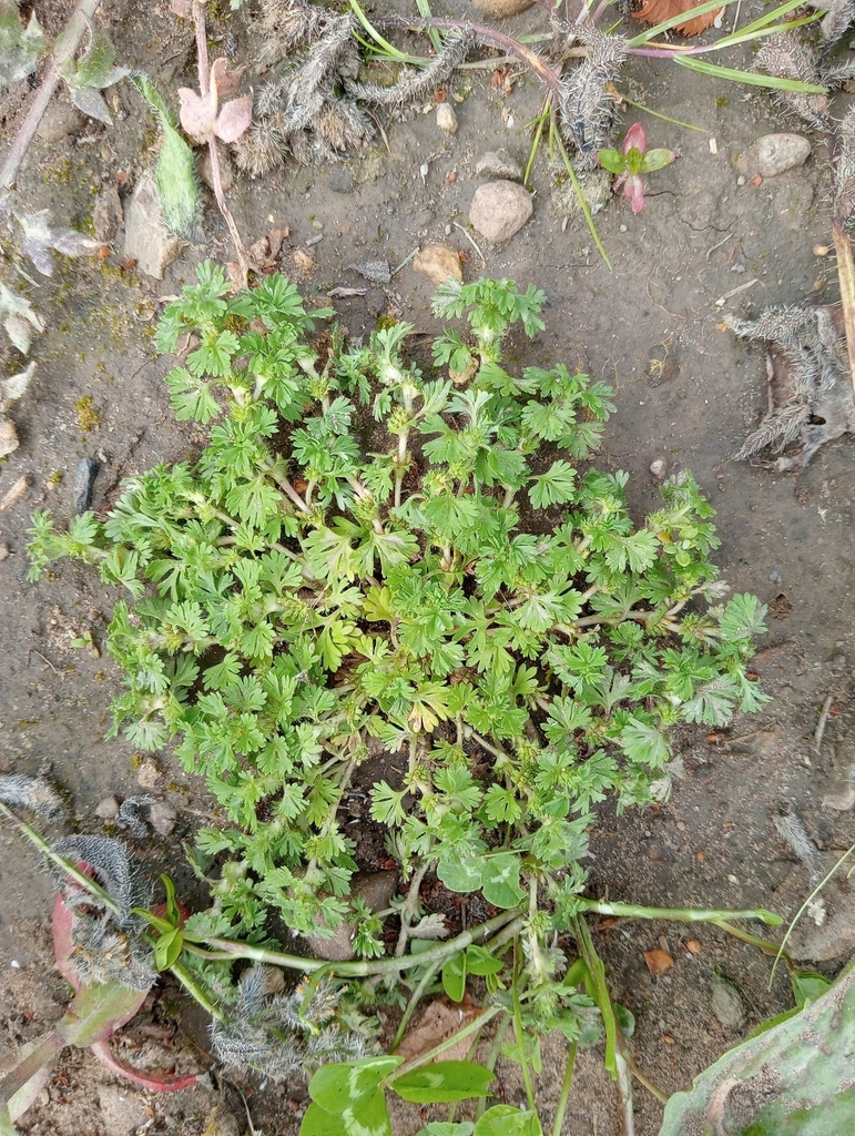 Field Parsley Piert from York Sport Village, York YO10 5FG, UK on June ...