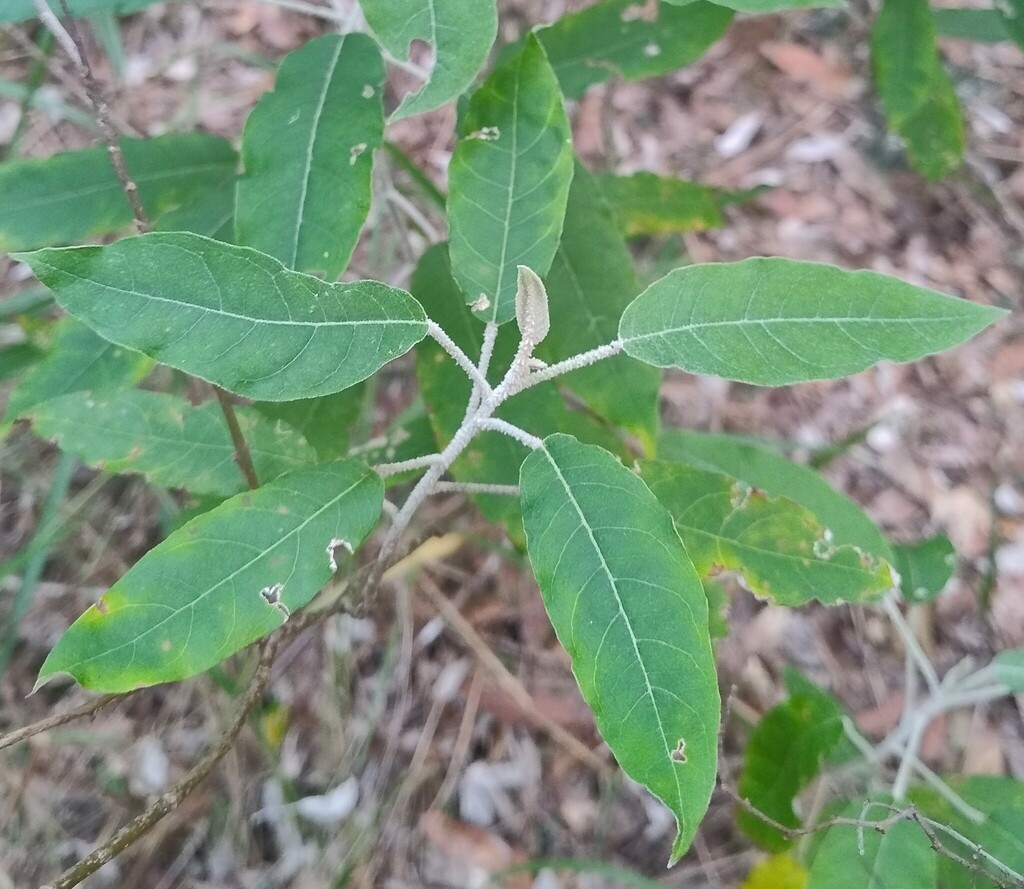 Broad-leaf Star Hair in June 2024 by R. Common shrub. Hairy. · iNaturalist