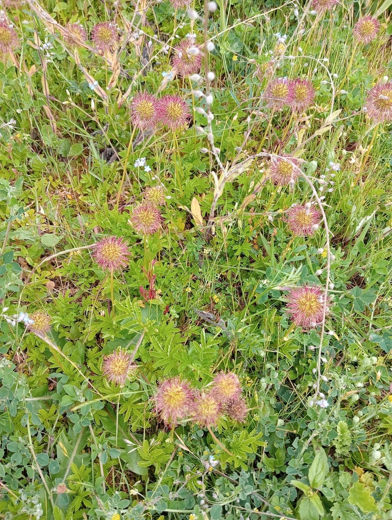 Biddy-biddy from York YO10 5FG, UK on June 9, 2024 at 09:38 AM by ...