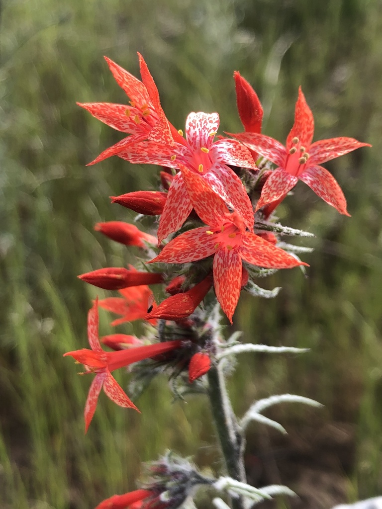 Scarlet Gilia from Fields Spring State Park, Anatone, WA, US on June 8 ...