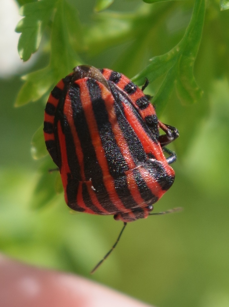 European Striped Shield Bug from 55 Bad Kreuznach, Deutschland on June ...