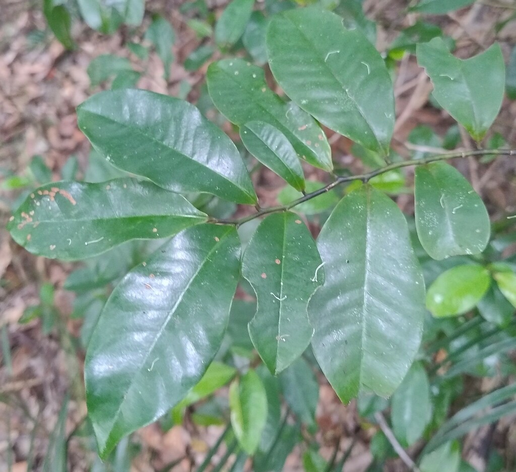 Bolwarra in June 2024 by R. Uncommon shrub. · iNaturalist
