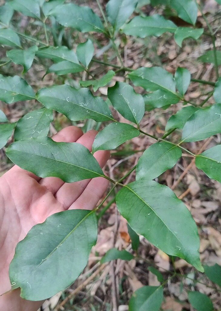 celery wood in June 2024 by R.M. Common emerging small trees. · iNaturalist