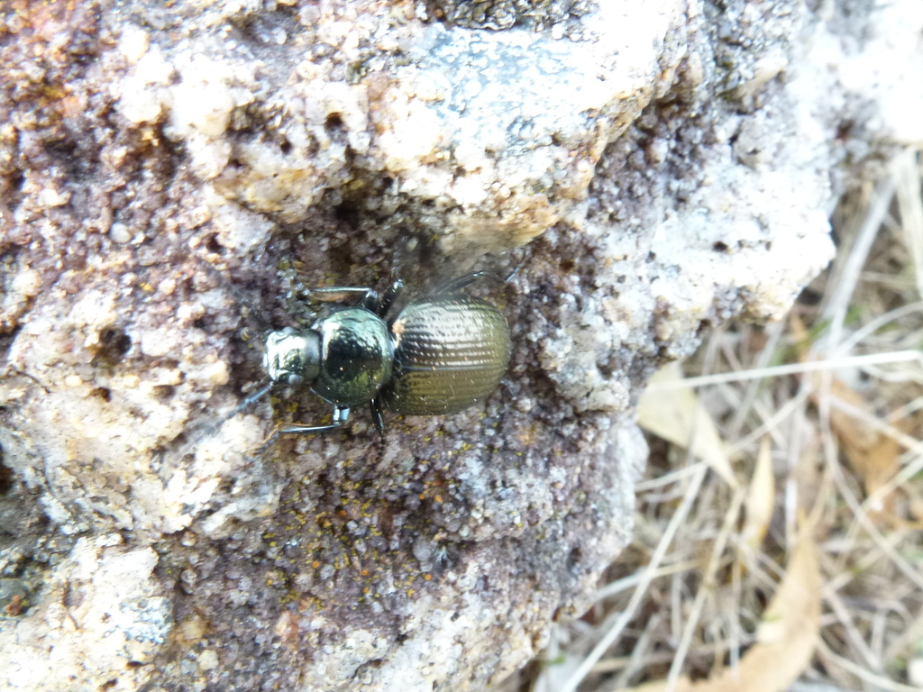 Adelium from Randell Reserve, Mitcham, SA, Australia on June 9, 2024 at ...