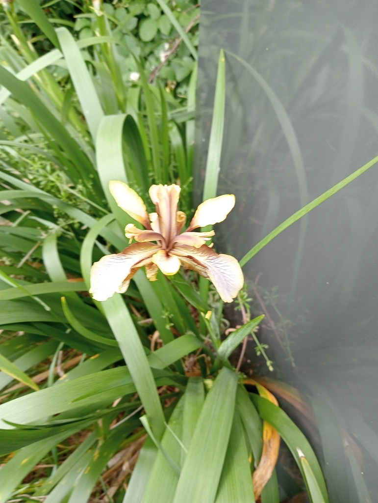 Stinking iris from Heslington, York YO10 5DG, UK on June 9, 2024 at 10: ...