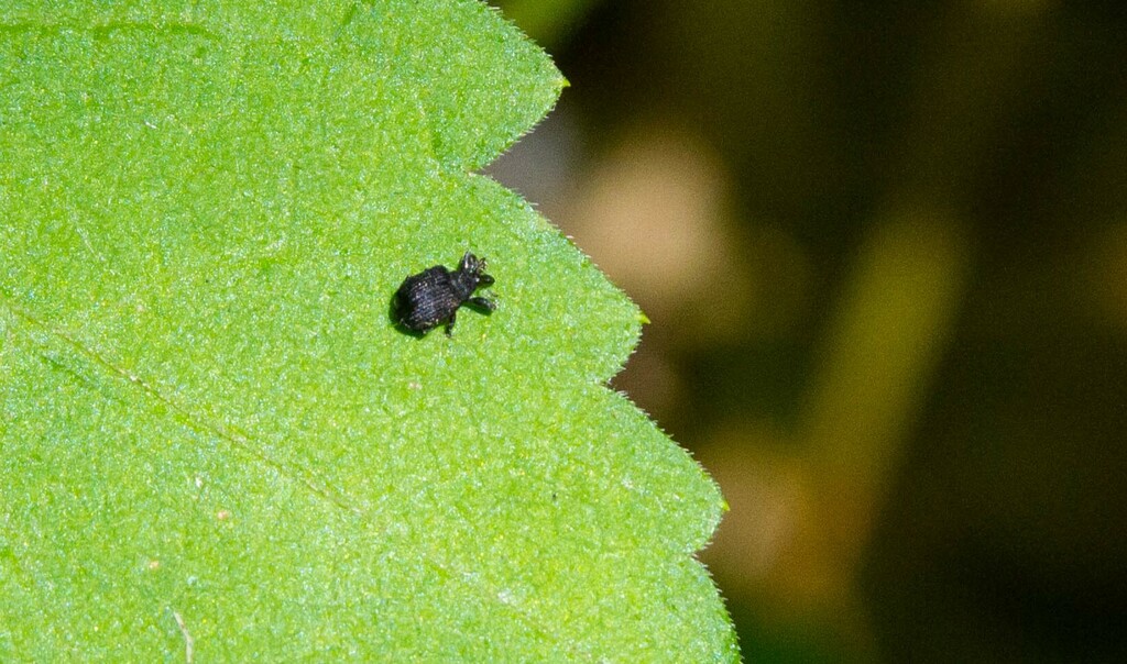 Yellow Poplar Weevil from Morgan Park on June 8, 2024 at 11:33 AM by ...