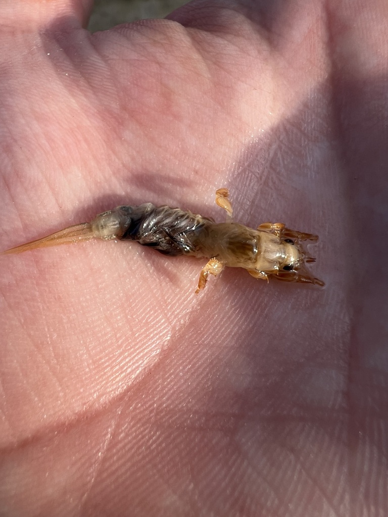 Giant Mayfly from Cypress Creek, Leakey, TX, US on June 8, 2024 at 07: ...