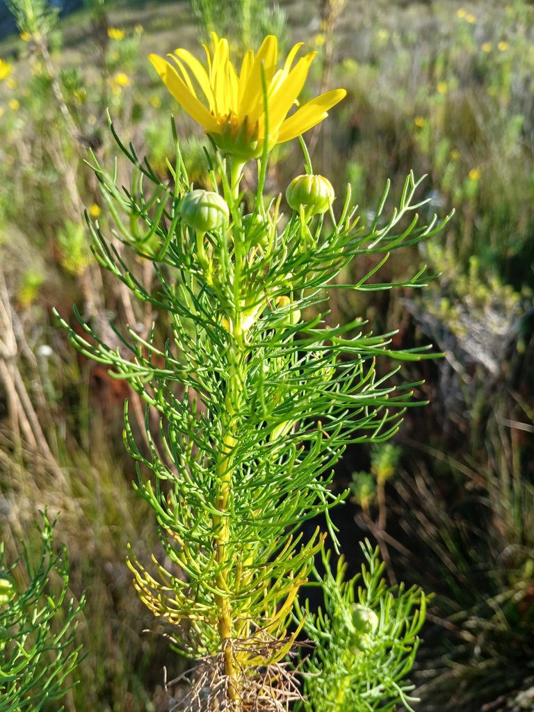 Mountain True-Eye from Klipspringer Rand Greyton, South Africa on June ...
