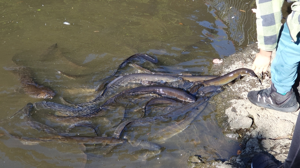 River Eels in May 2024 by Brendan Doogan · iNaturalist