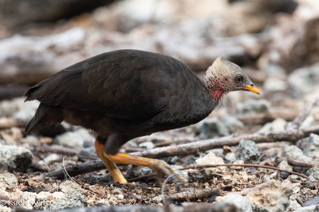 Micronesian Megapode in June 2024 by kaeliswift · iNaturalist