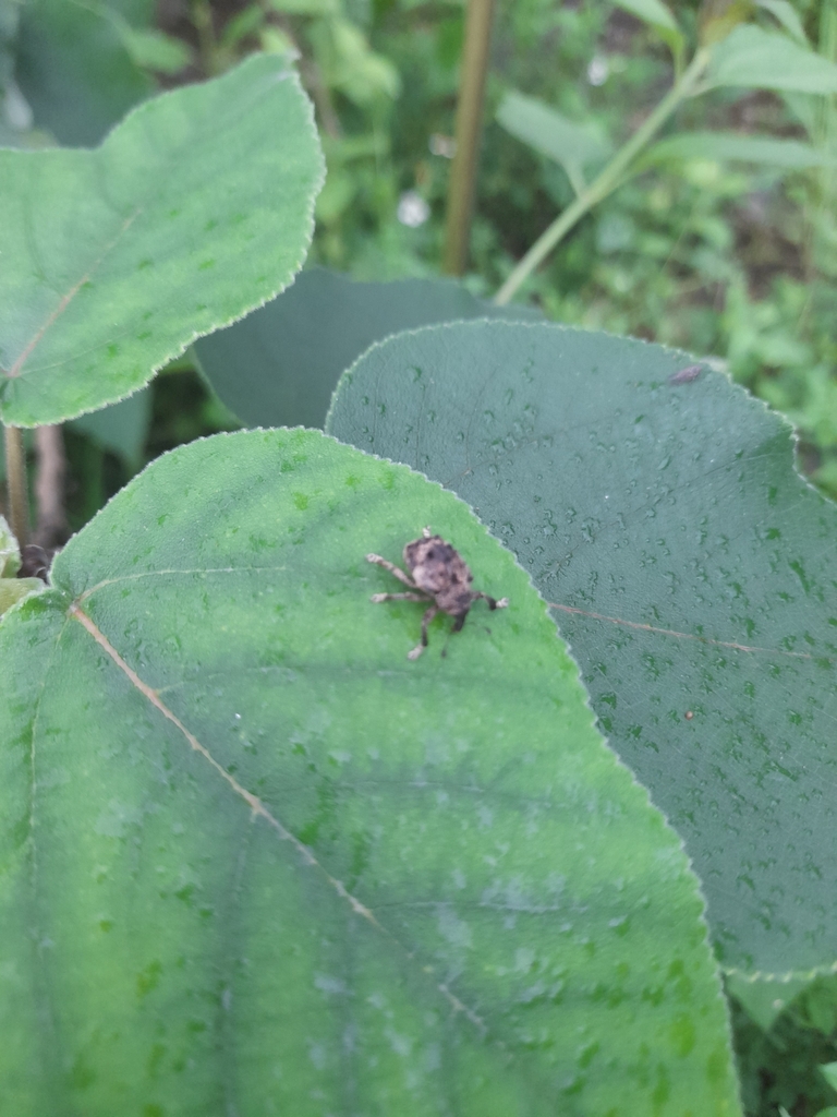 Desmidophorus crassus from 843台灣高雄市美濃區159之12號 on June 9, 2024 at 05:56 ...