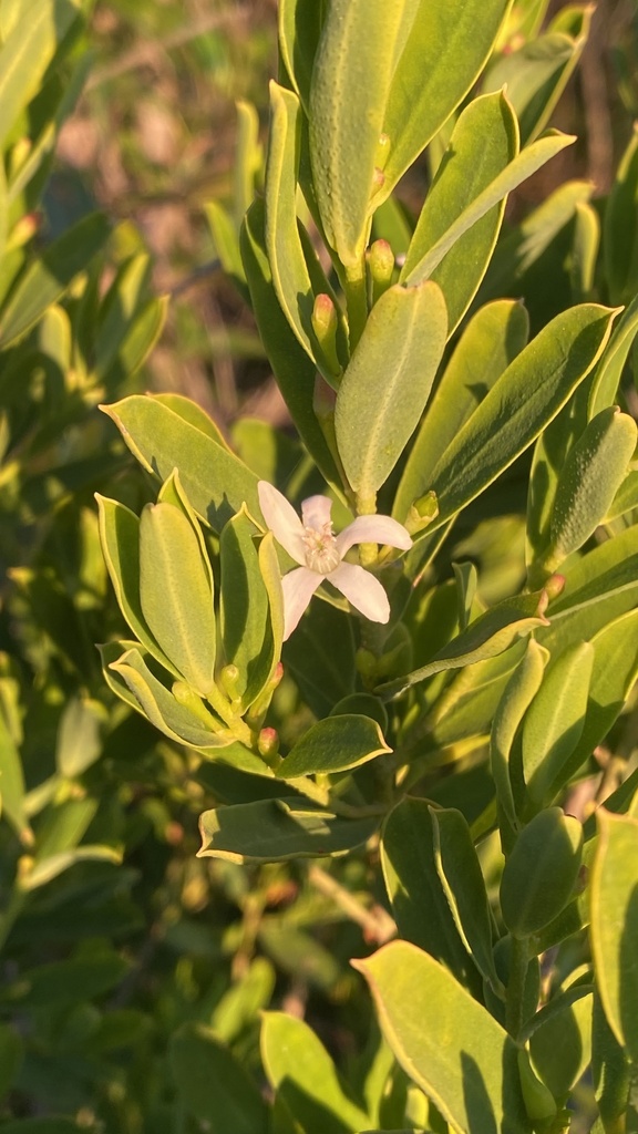 Long-leaf wax flower from Tuchekoi National Park, Pomona, QLD, AU on ...