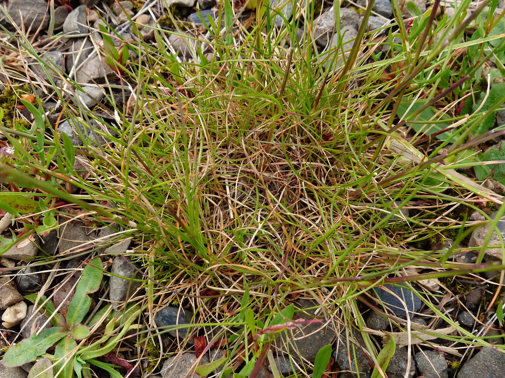 red fescue from Benton County, OR, USA on May 17, 2019 at 04:55 PM by ...