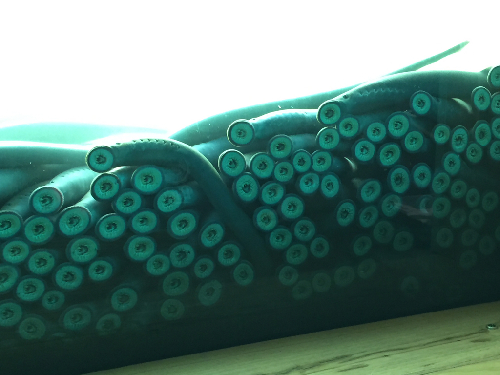 Pacific Lamprey from Bonneville Dam Historic District, Cascade Locks ...