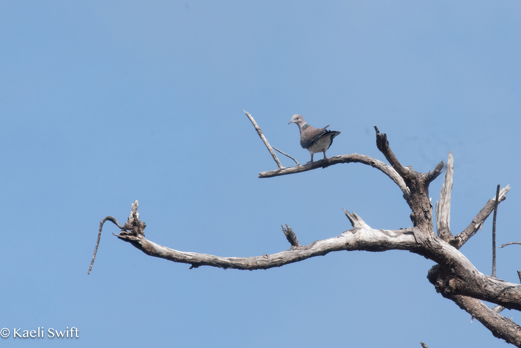 Philippine Collared-Dove from Aguijan, Tinian, CNMI on June 8, 2024 at ...