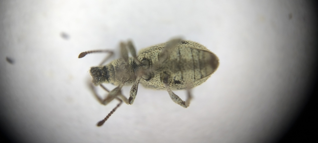 Calomycterus from Yanbian Korean, CN-JL, CN on May 3, 2024 by 宋乾宇 ...