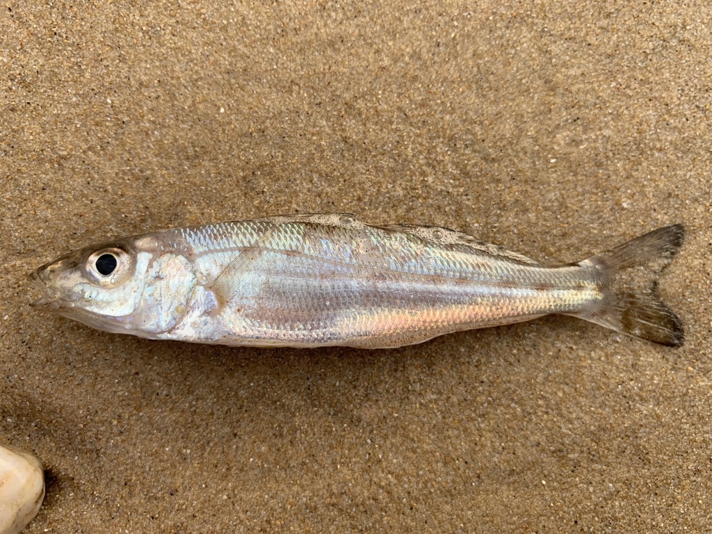 Eastern School Whiting from Brandy Creek Beach, Eden, NSW, AU on June 8 ...